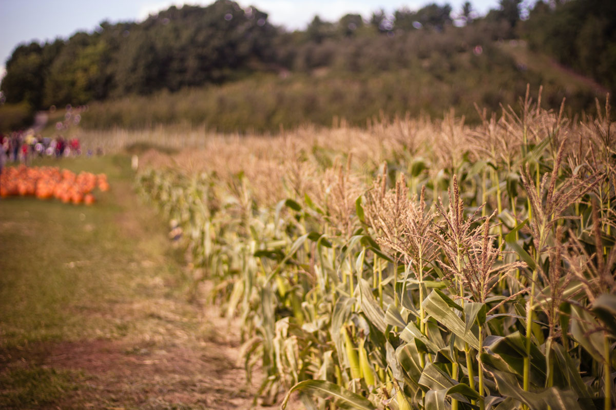 AgroSpheres Awarded Competitive SBIR Phase II Grant from the National ... AgroSpheres Awarded Competitive SBIR Phase II Grant from the National ...